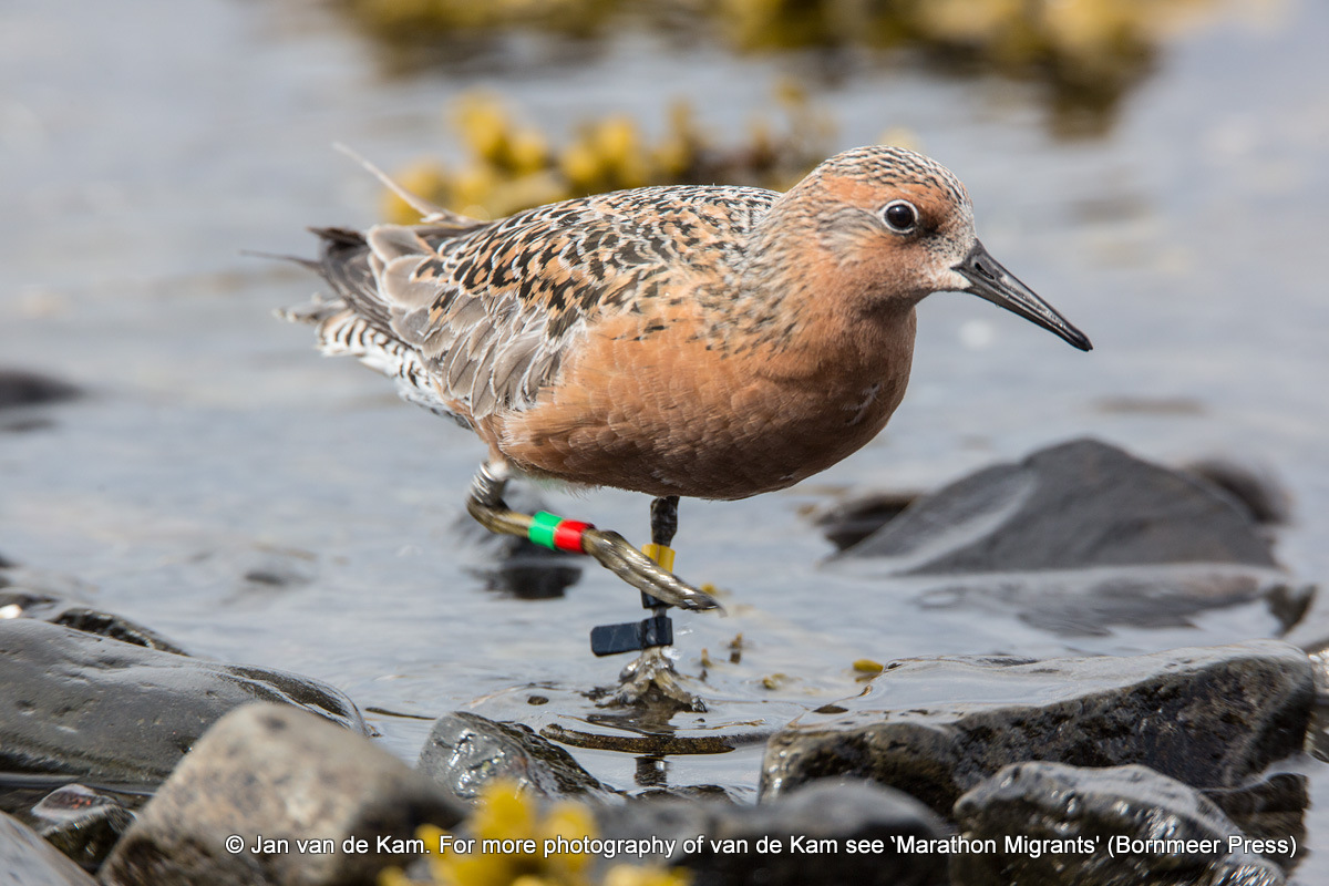 Research on Red Knots in the EAF ~ Global Flyway Network