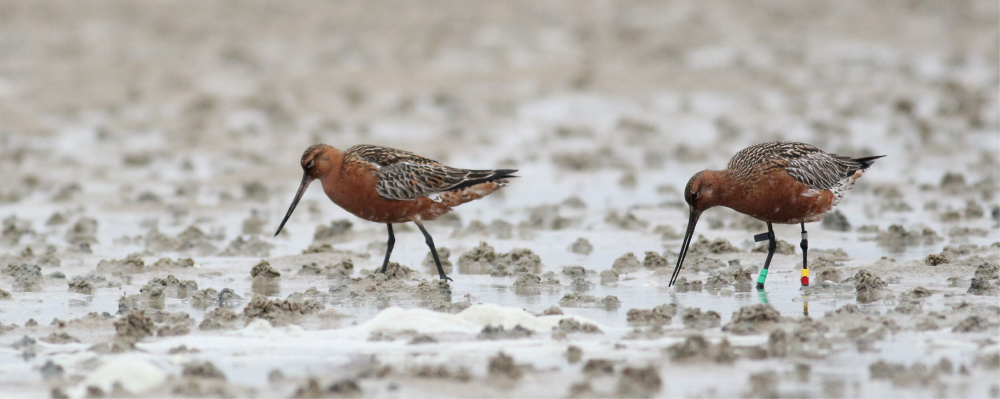 Bar-tailed Godwits: Identification guide to their colour-ringing ...